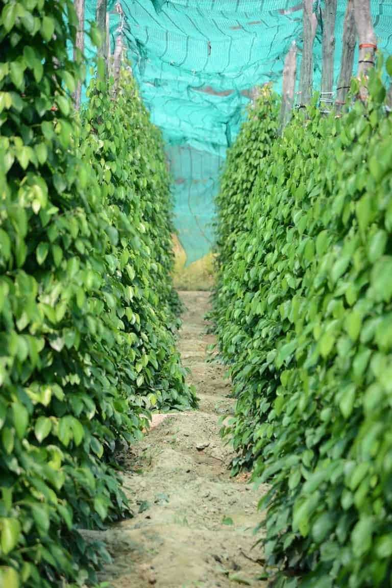 Bo Tree Farm Black Pepper | One Farm Health & Wellness