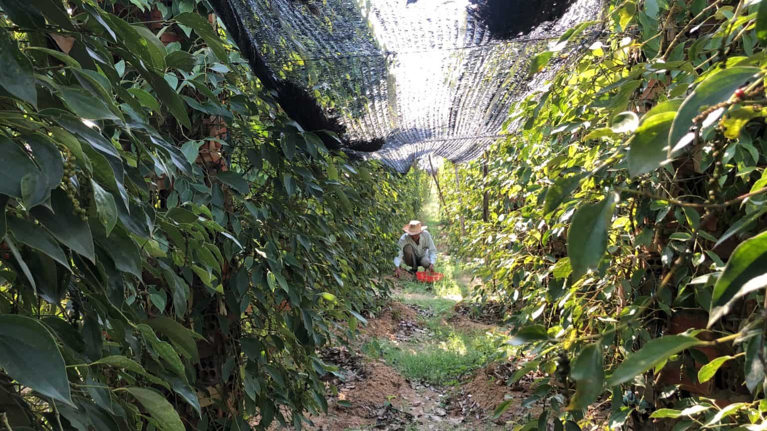 Bo Tree Farms | One Farm Organic CBD