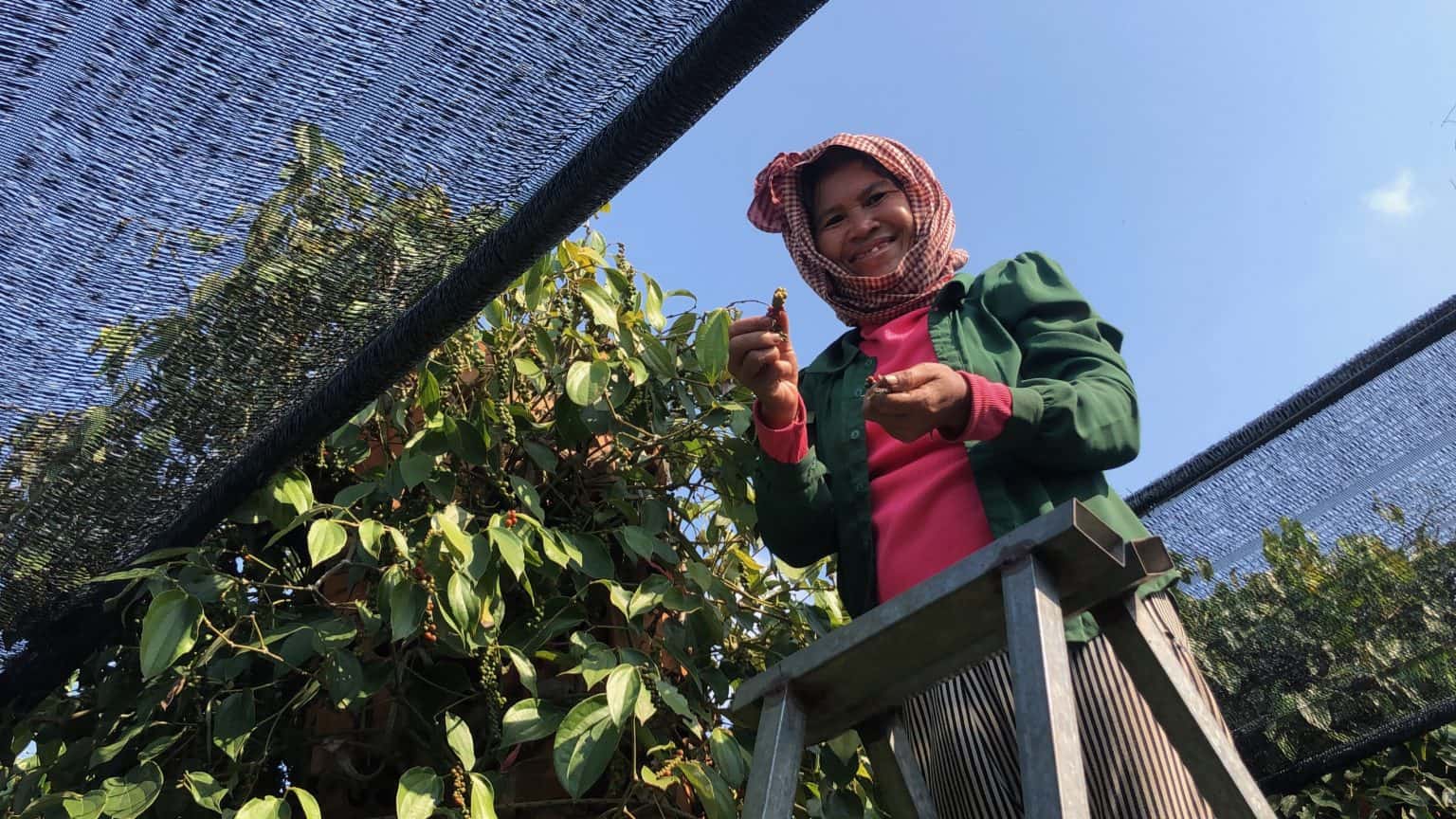 Bo Tree Farms | One Farm Organic CBD