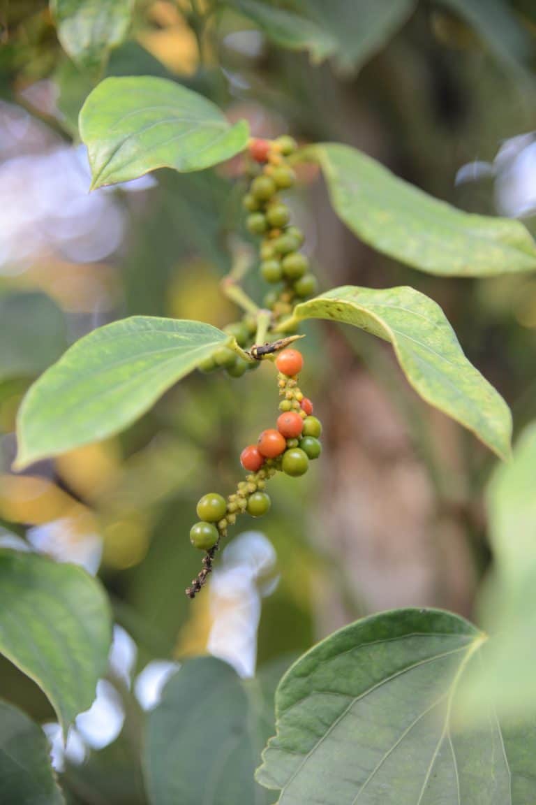 Bo Tree Farms | One Farm Organic CBD