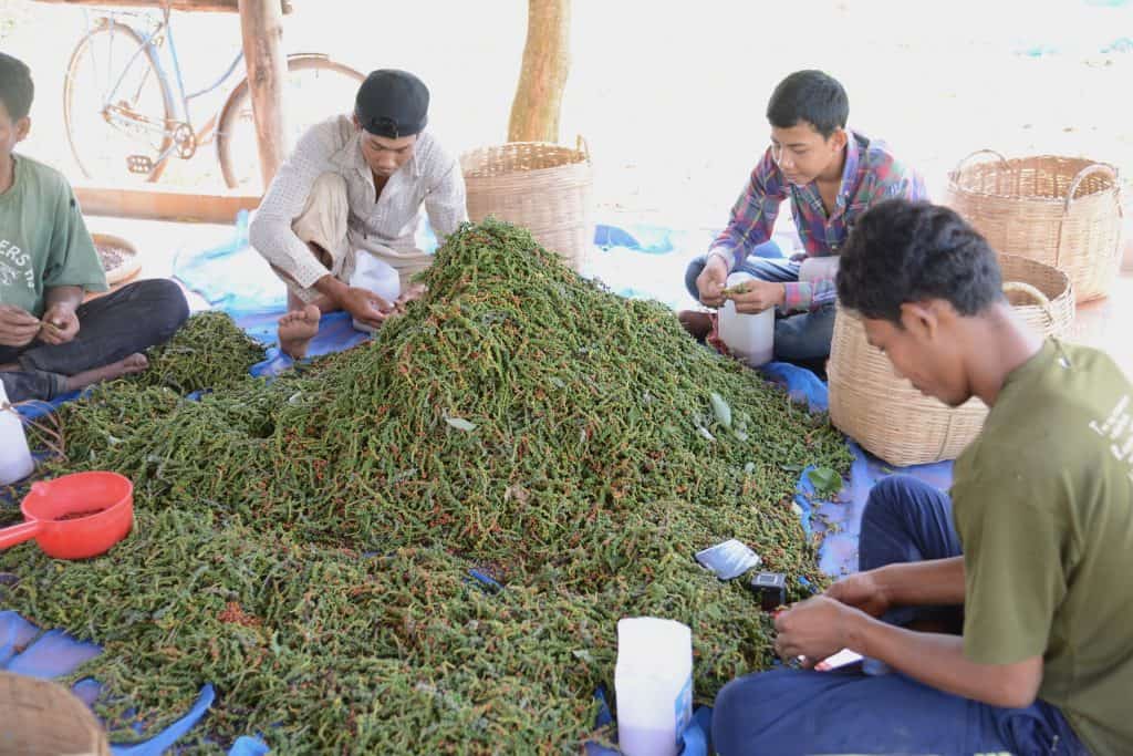 Bo Tree Farms | One Farm Organic CBD